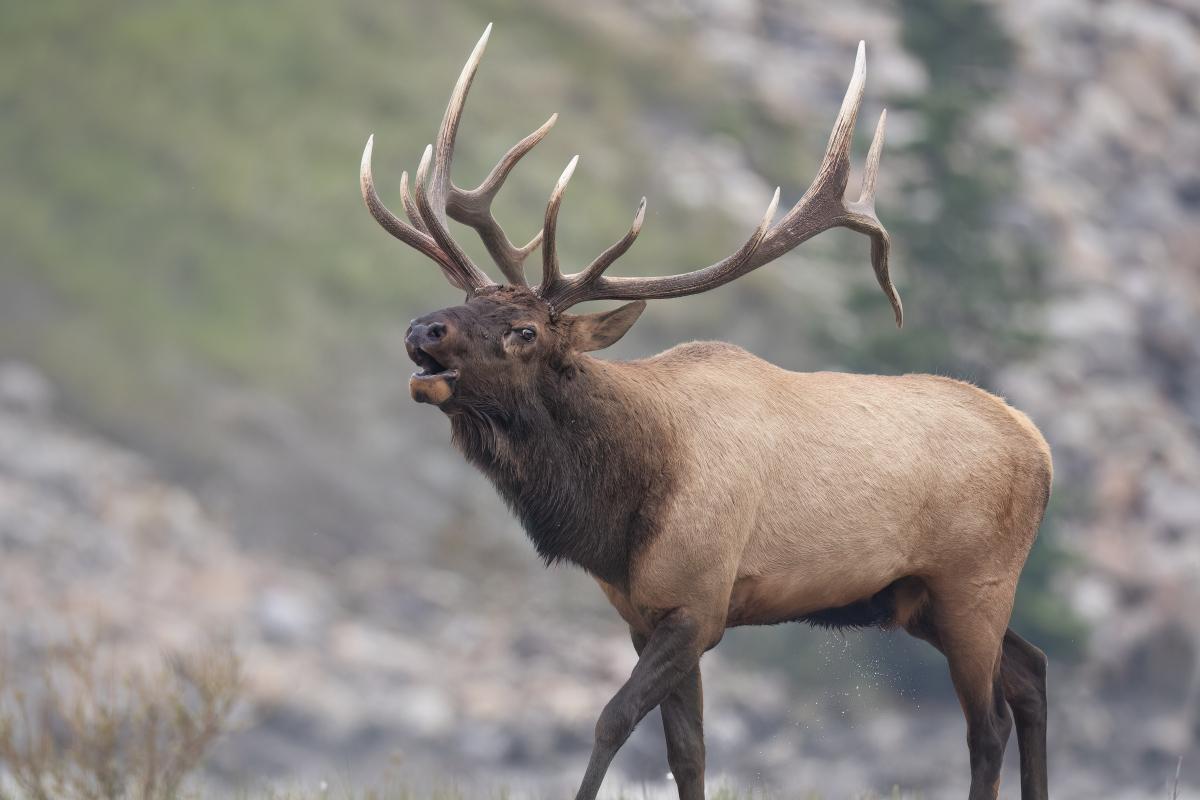 2026 Trail Camera Buyer's Guide: Match Your Needs in 2 Min | Campark ...