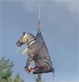 How Campark Trail camera Helped Rescue a Runaway Zebra Named Ed ...