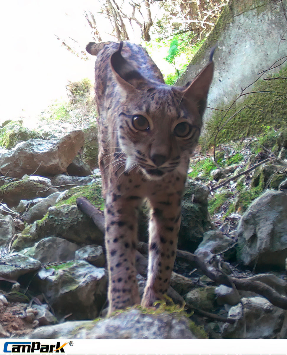 Trail camera trap project - Lynx pardinus – Campark - Focus on Cameras