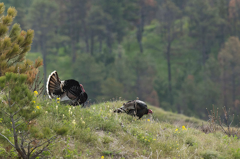 How to Hunt Winter Wild Turkeys|Wie man wilde Puten jagen kann ...