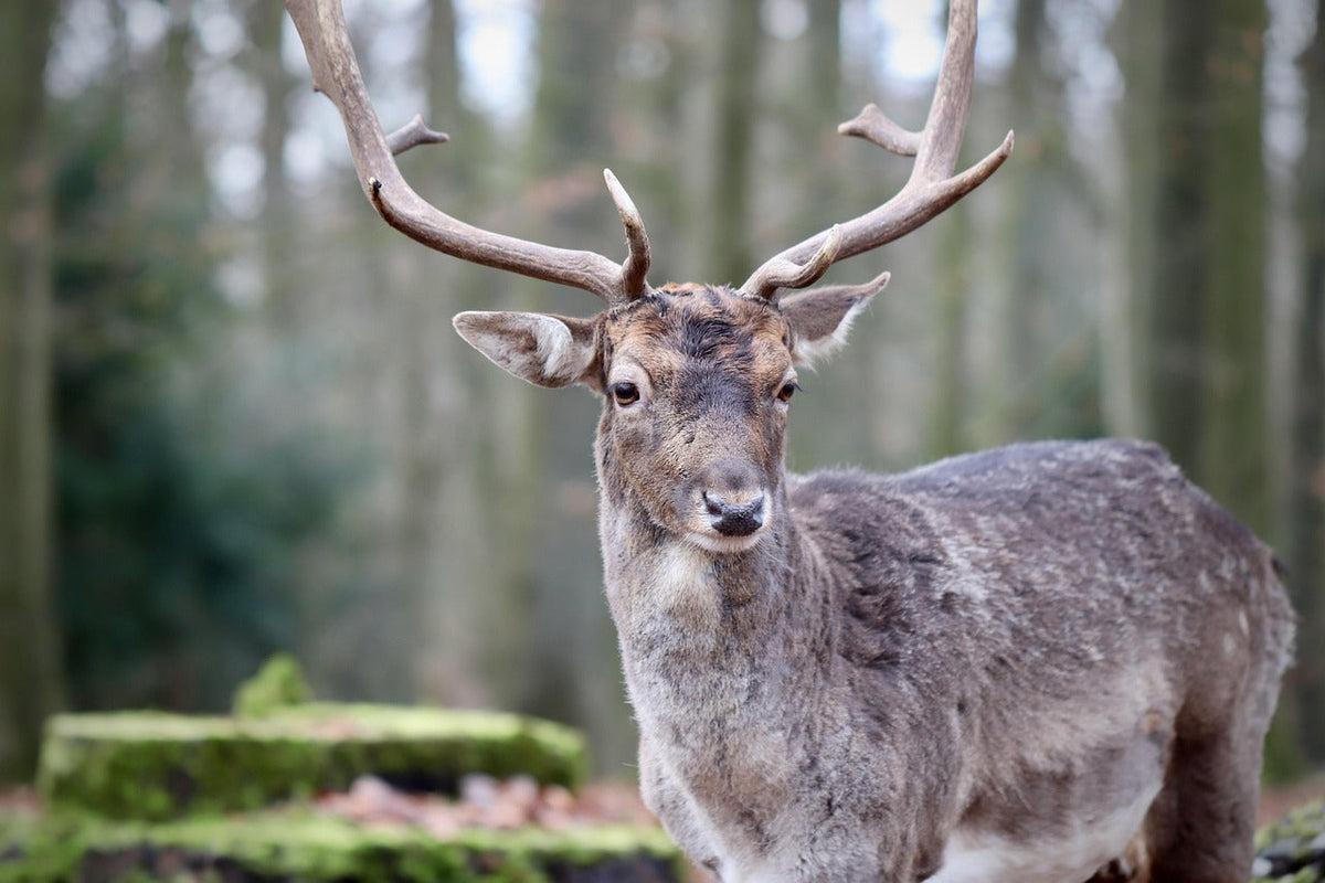 How to Capture Deer, Wolves & Wildlife with Trail Cameras – Campark ...